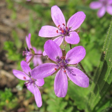 Filaree Flower Essence - Freedom Flowers® LLC