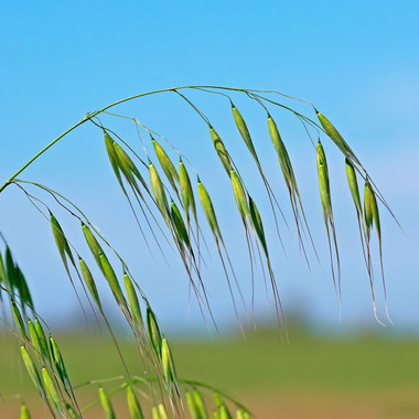 Wild Oat Flower Essence: Scattered Across Too Many Paths