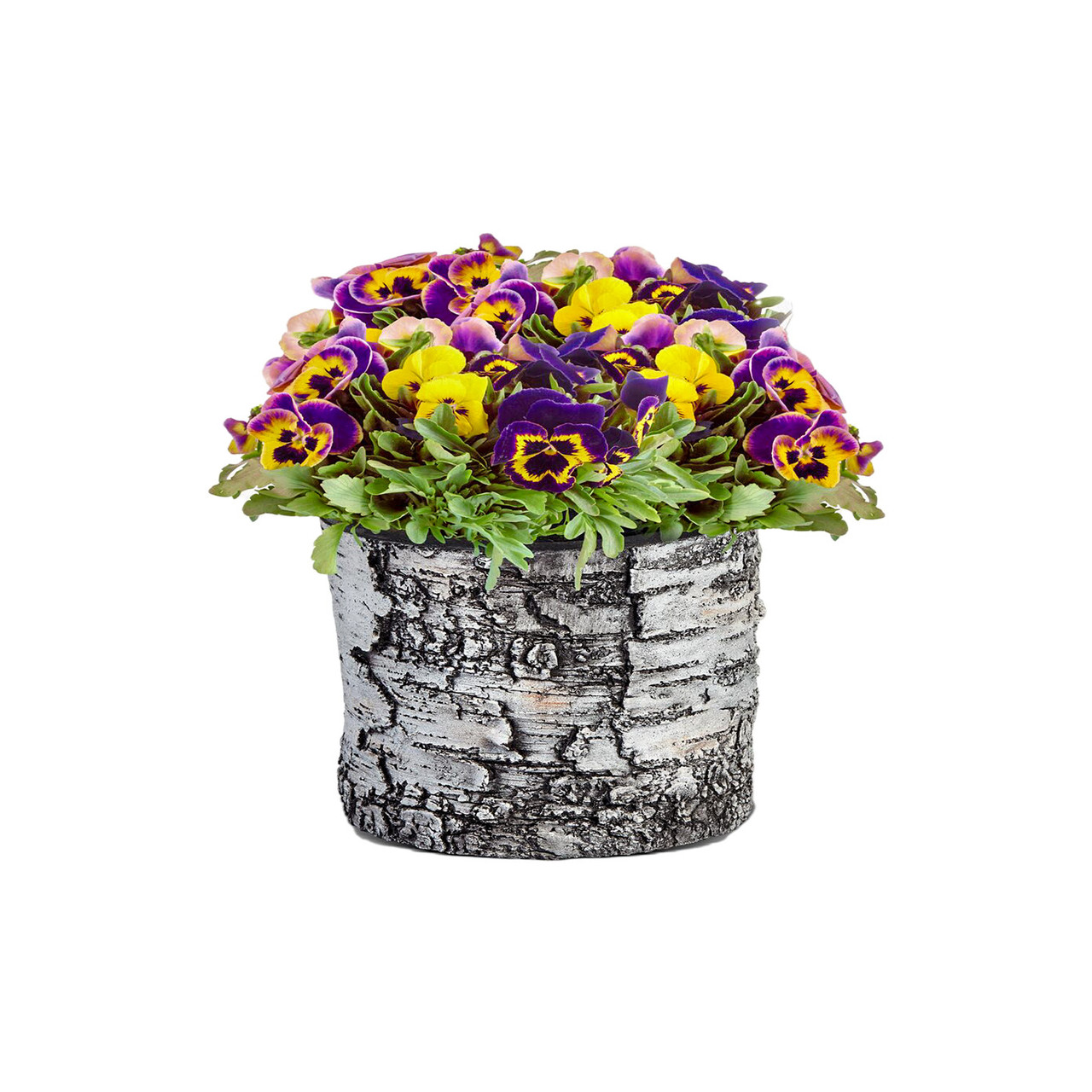 9" SURREAL Vertical Birch Planter