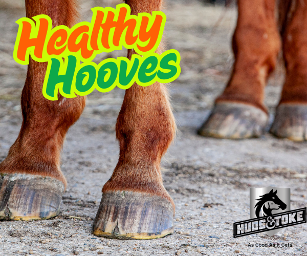 Fuelling Healthy Hooves for your Horses - Huds and Toke