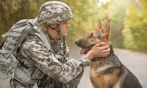 Honouring the Unsung Heroes: Animals in War on ANZAC Day - Huds and Toke