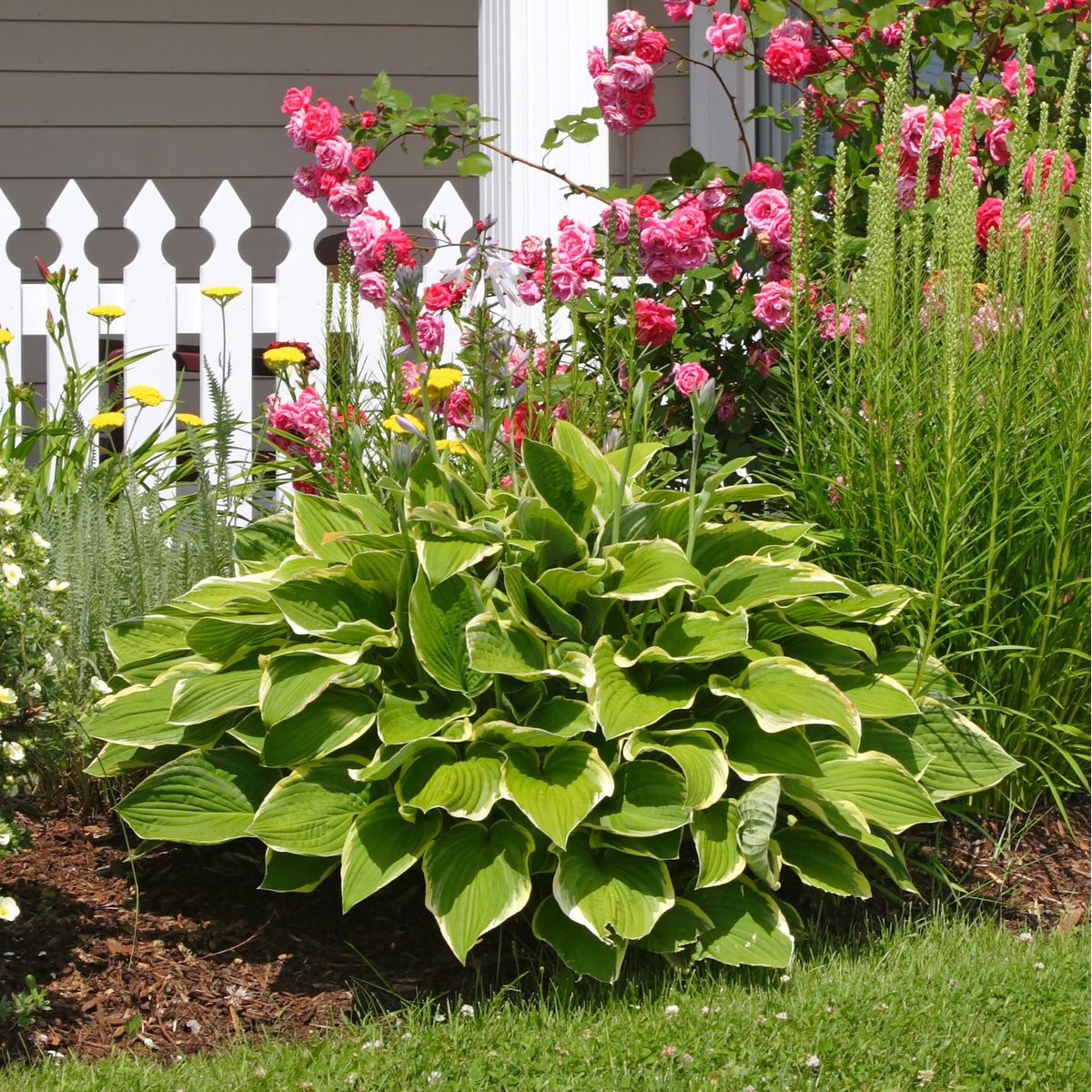 Touch of ECO® Hardy Hosta Bare Root Plants - UntilGone.com