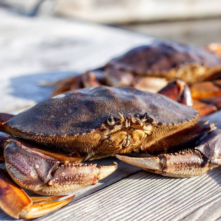 Whole-Cooked Jumbo Dungeness Crab | FishEx Seafoods