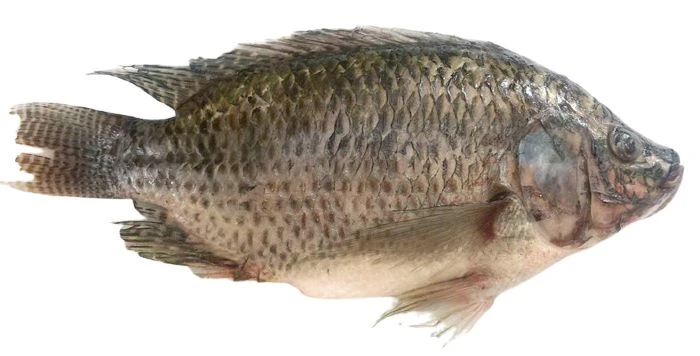 WHOLE CLEANED TILAPIA each (600/800) - Lek's Asian Market