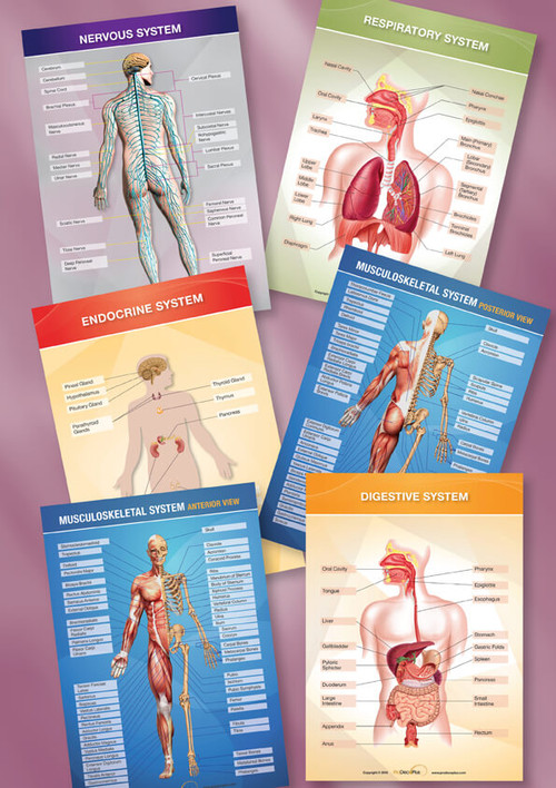 Human Body Systems Package (6 pieces) - ProDecoPlus