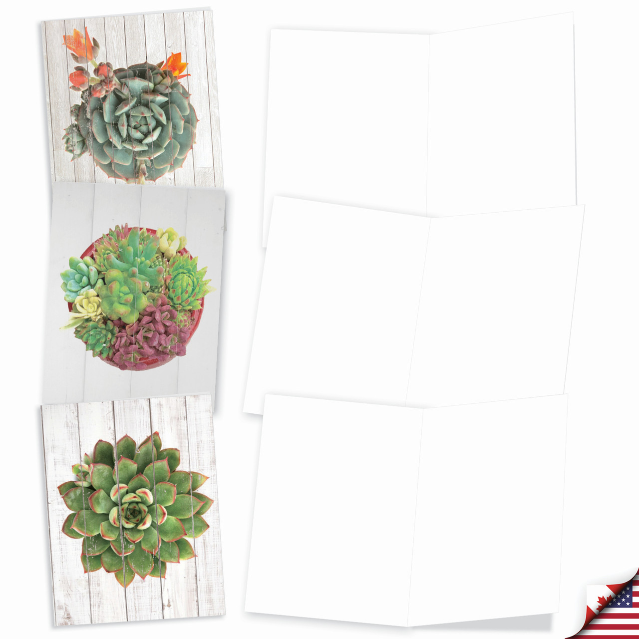 AM6438OC - Shiplap Succulents : Assorted Set Of Notecards ...