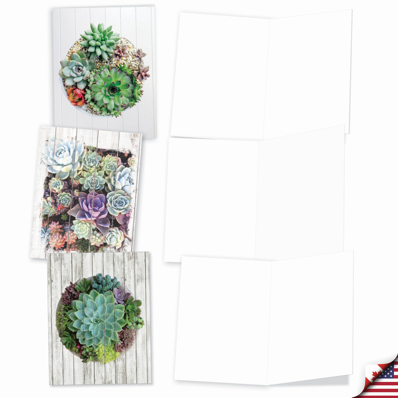 AM6438OC - Shiplap Succulents : Assorted Set Of Notecards ...