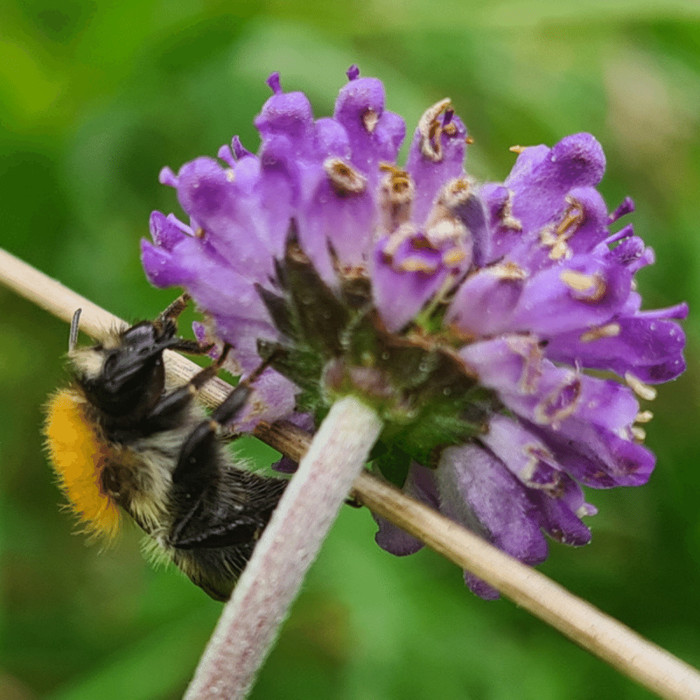 Nature Nurture Bee Gift Set - Little Trekkers