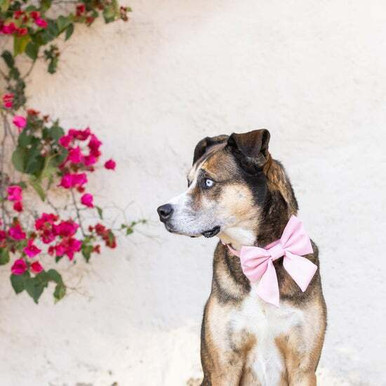 Valentine's Day Gift for Dogs | Pink Dog Bow | Large Breed