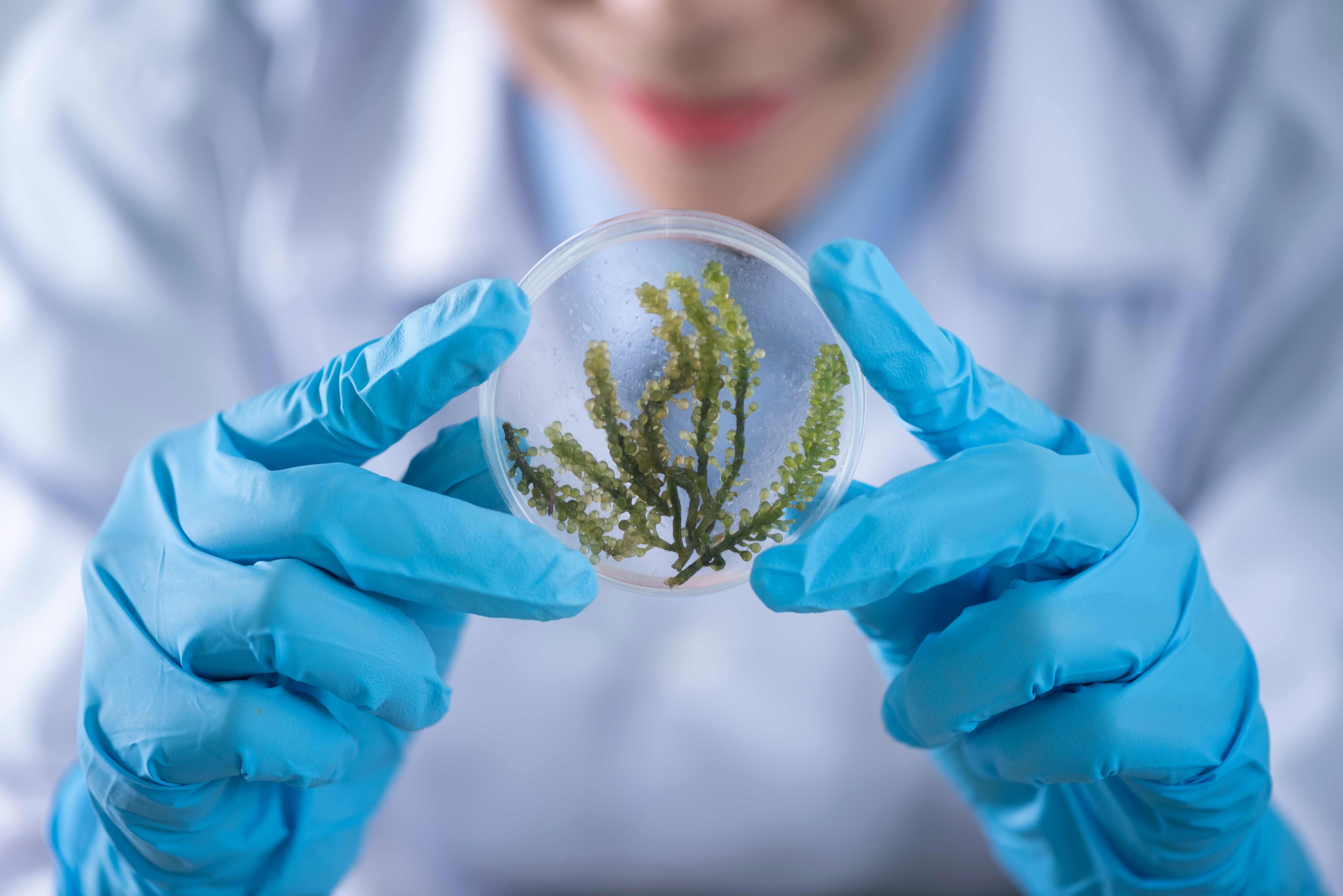 Understanding Terpenes: Enhancing Your Vaping Experience with ...
