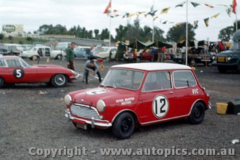 63005 - Peter Manton Morris Cooper - Sandown 1963 - AUTOPICS