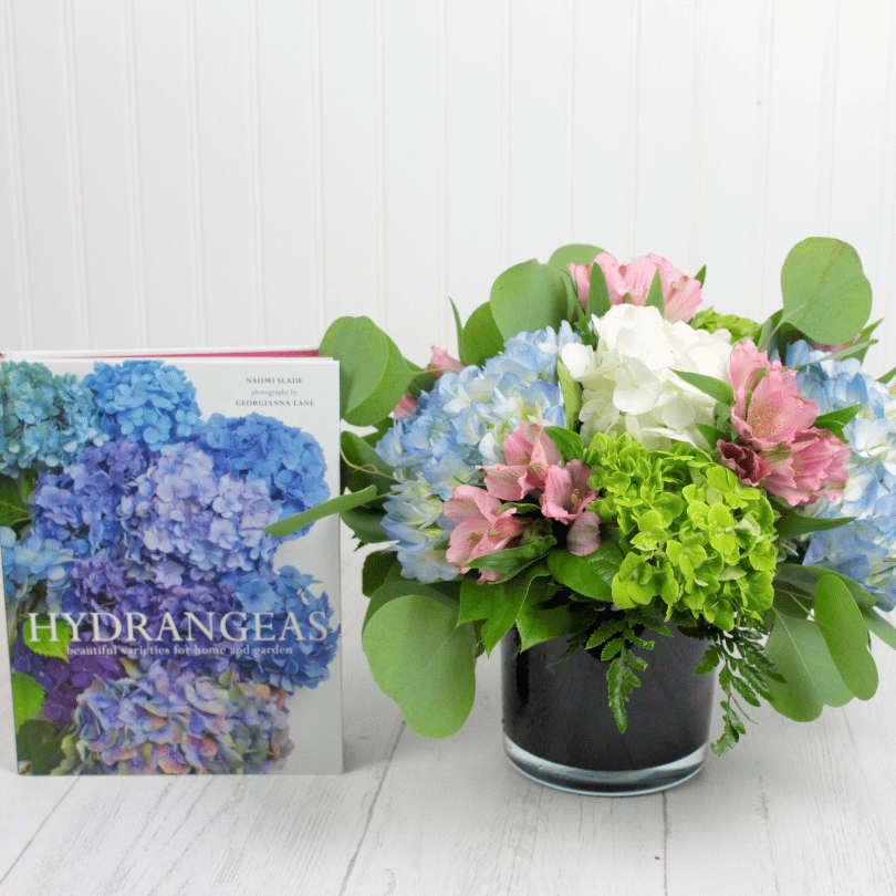 Hydrangea Plants For Delivery