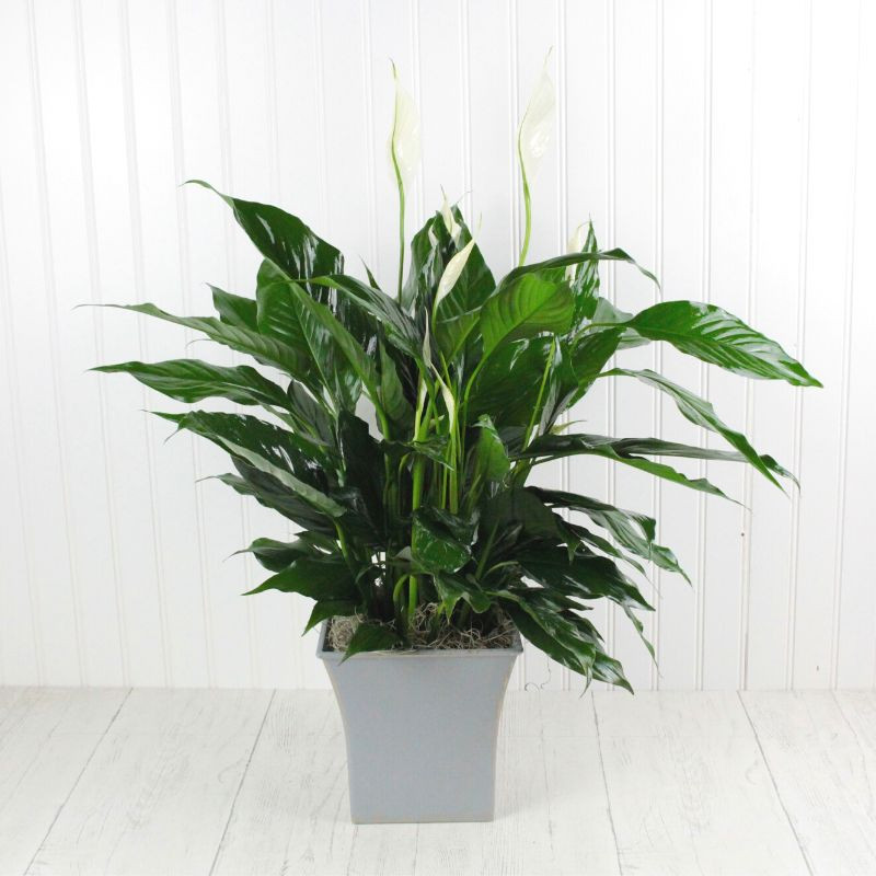 Large Peace Lily Plant | Midwood Flower Shop | Charlotte Florist Delivery