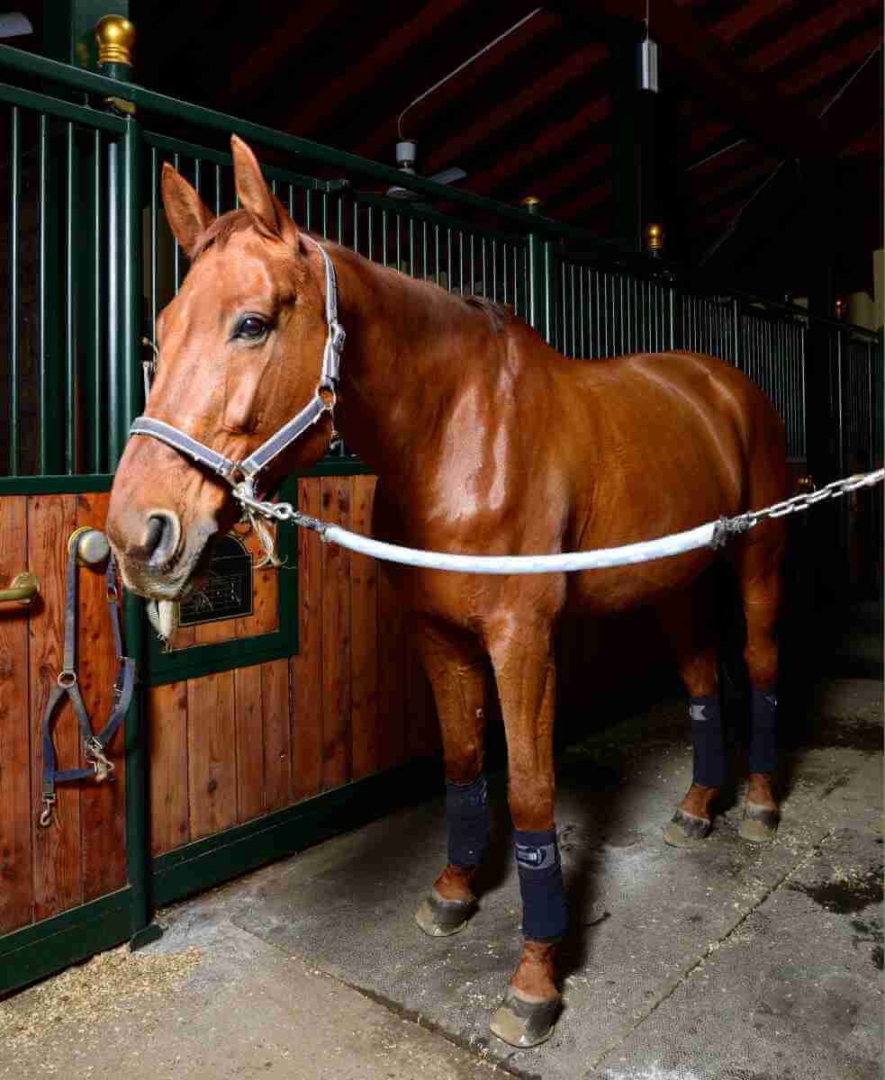 Veterinary Pharmacy | Animal Pharmacy | Veterinarian Pharmaceuticals ...