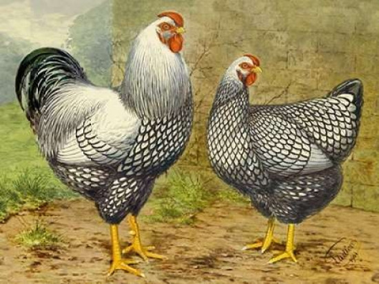 Chickens: Silver Laced Wyandottes Poster Print by Lewis Wright - Item ...