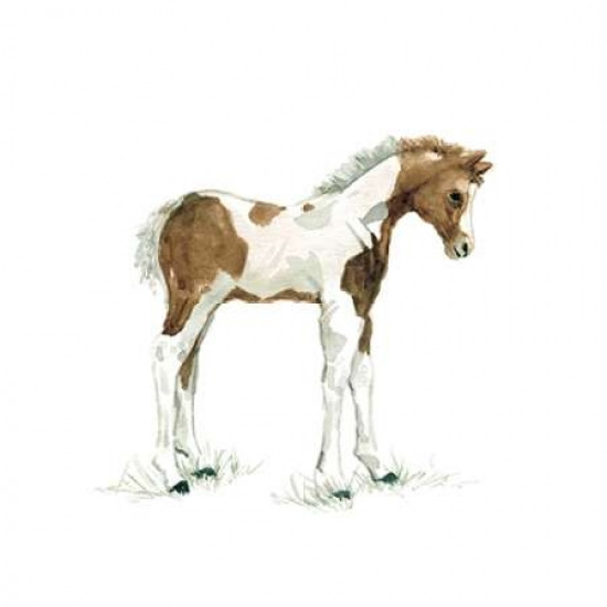 Baby Colt Poster Print by Carol Robinson - Item # VARPDX17365 - Posterazzi