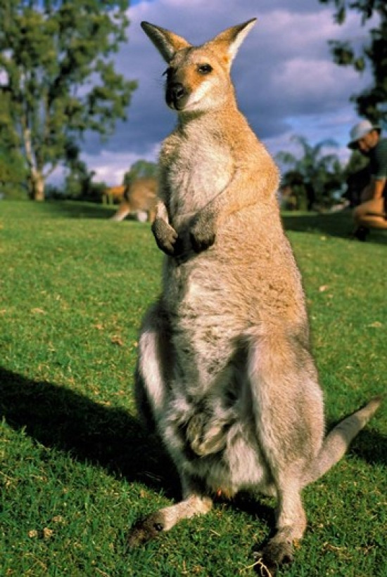 Kangaroo, Queensland, Australia Poster Print by Peter Skinner - Item ...