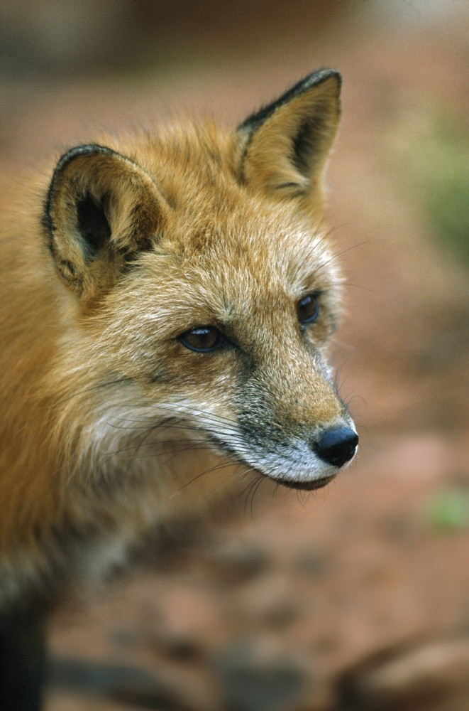 Red Fox (Vulpes Vulpes); Utah, Usa PosterPrint - Item # VARDPI1864923 ...