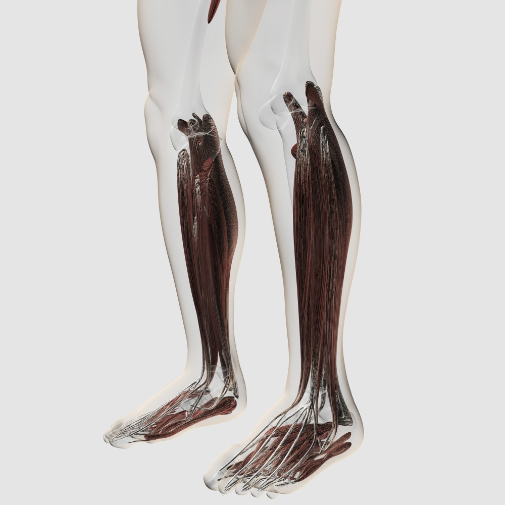 Male muscle anatomy of the human legs, anterior view Poster Print ...