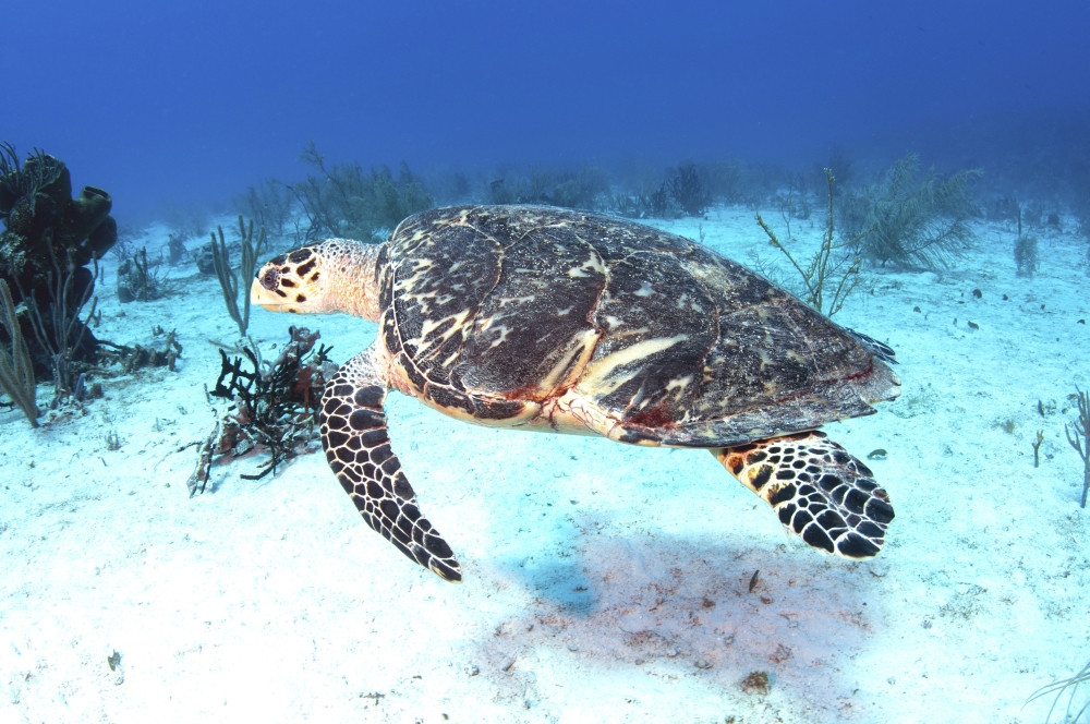 Hawksbill Sea Turtle Shell