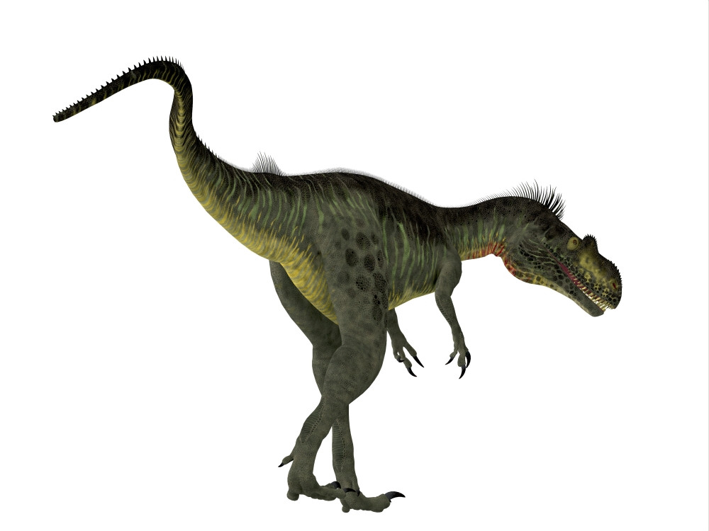 Megalosaurus dinosaur on white background. Megalosaurus was a large ...