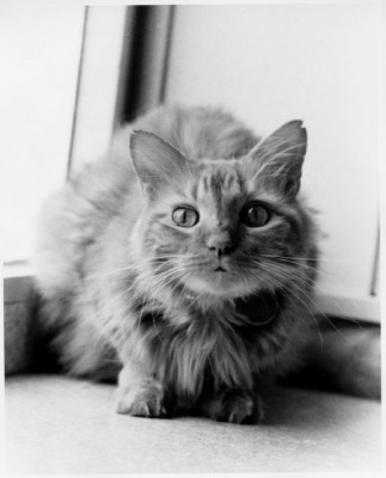 Cat backed into a corner Poster Print - Item # VARSAL25530117 - Posterazzi