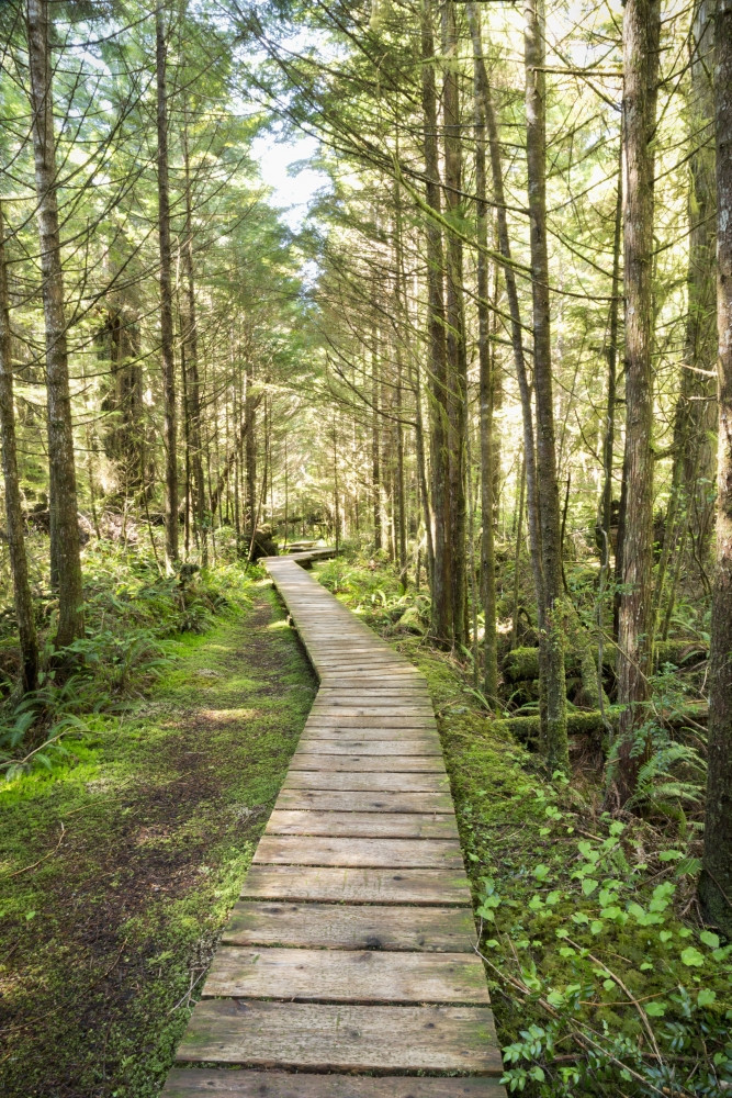 Forest walk, Pacific Rim National Park; Vancouver Island, British ...