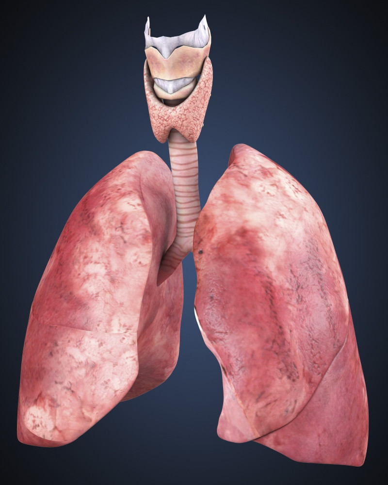 Three dimensional view of human lungs Poster Print - Item ...