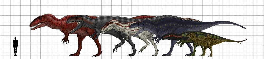 Carcharodontosauridae size chart, featuring Carcharodontosaurus ...