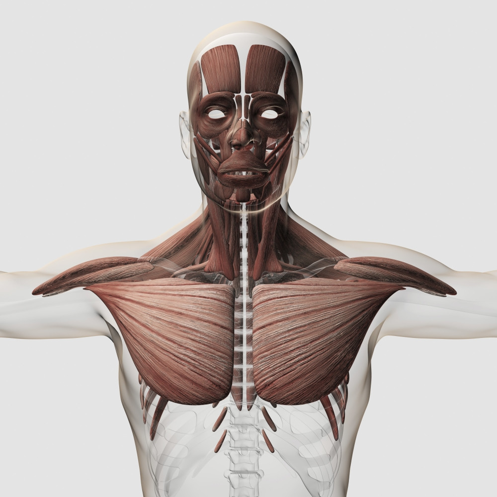Torso Muscle Anatomy Side