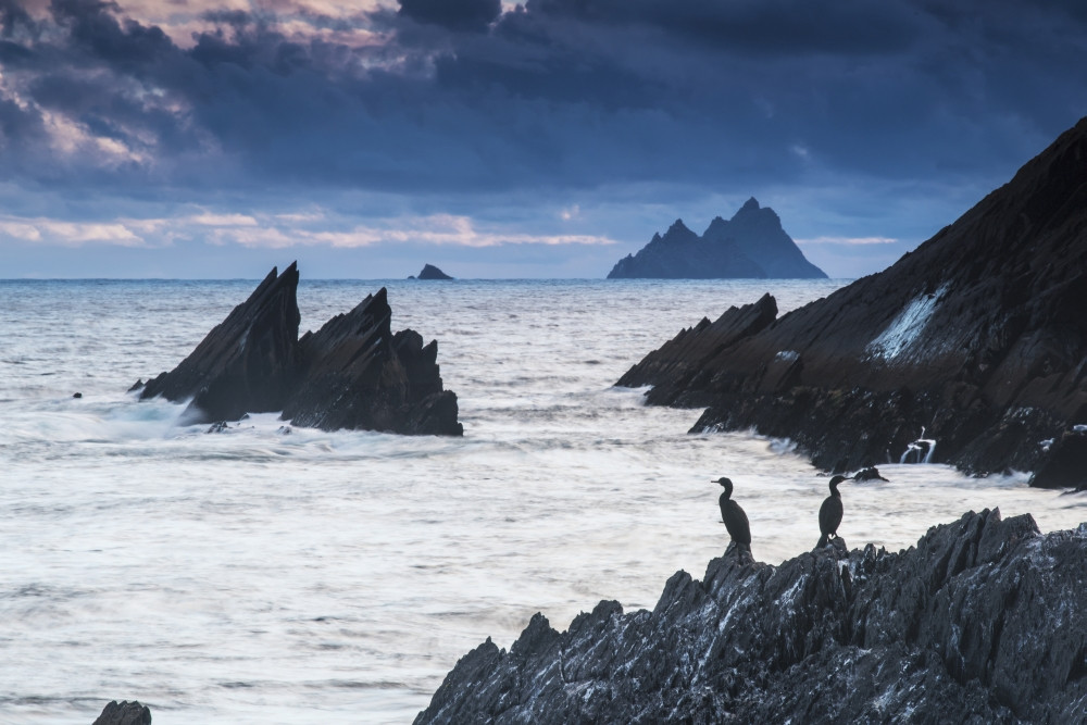 Cormorants on the rocks;Iveragh peninsula, county kerry, ireland ...