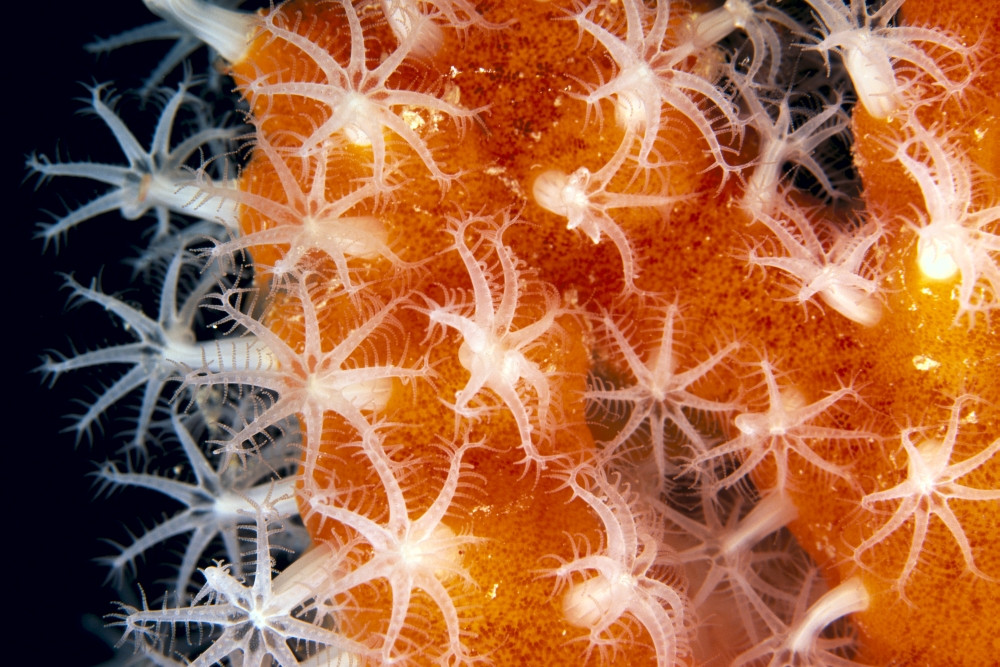 Detailed View Of Pink Sponge Covered Gorgonian Coral, With Polyp Detail ...