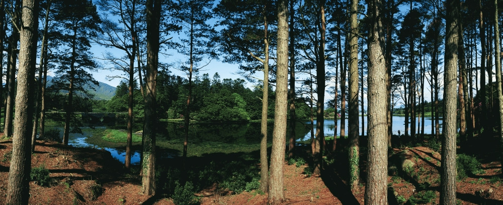 Lauragh, Co Kerry, Ireland; Trees In A Forest PosterPrint - Item ...