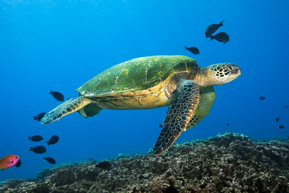 Hawaiian Sea Turtle Design
