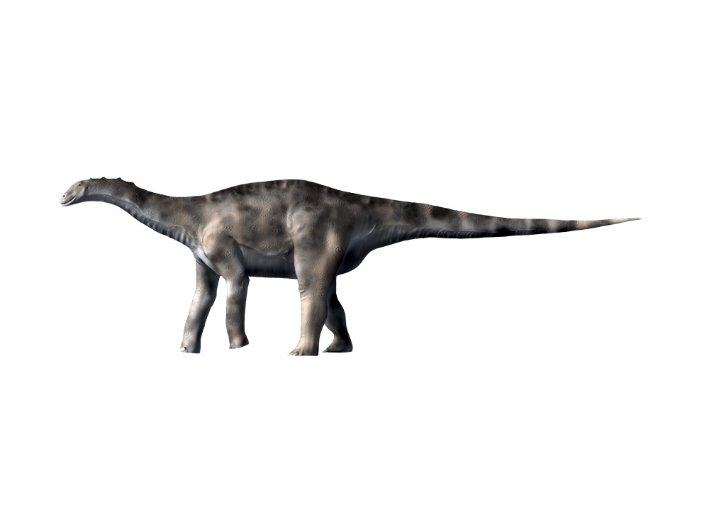 Dicraeosaurus dinosaur, white background Poster Print - Item ...