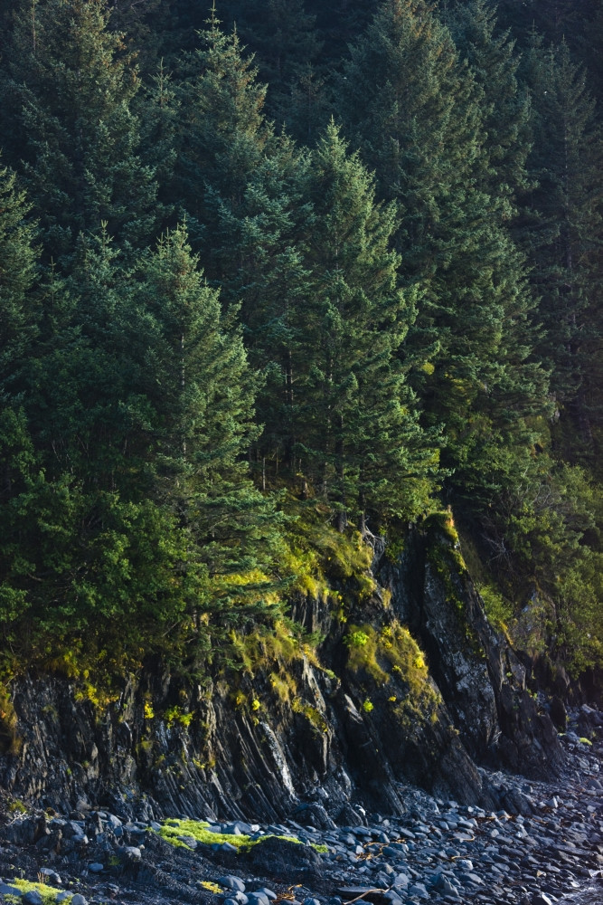 Spruce Tree Forest, Chiniak Bay, Kodiak Island, Southwest Alaska, Fall ...