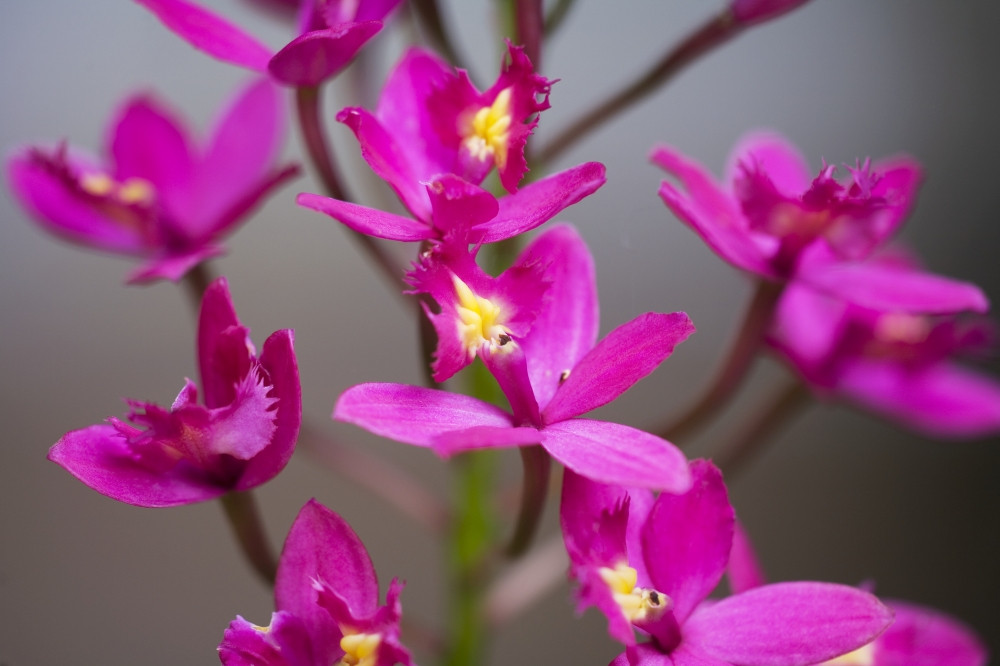 Hawaii, Maui, Close-Up Of Purple Epidendrum Orchids On Stem ...