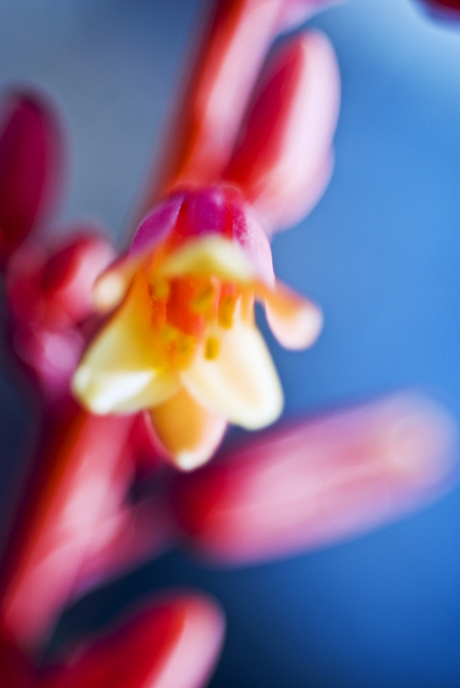 Red Spangles Heuchera Blossom On Stem. PosterPrint - Item ...