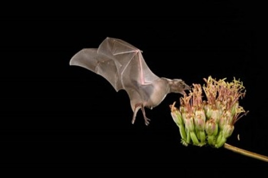 Lesser Long-nosed Bat Poster Print by Rolf Nussbaumer - Item ...