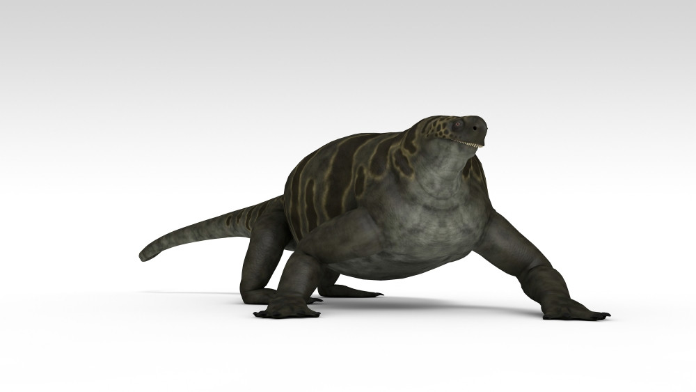 Cotylorhynchus, a large synapsid of the Early Permian period Poster ...