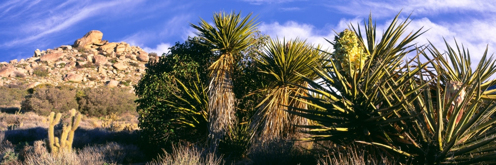 Yucca plants blooming in a desert, Culp Valley Primitive Campground ...