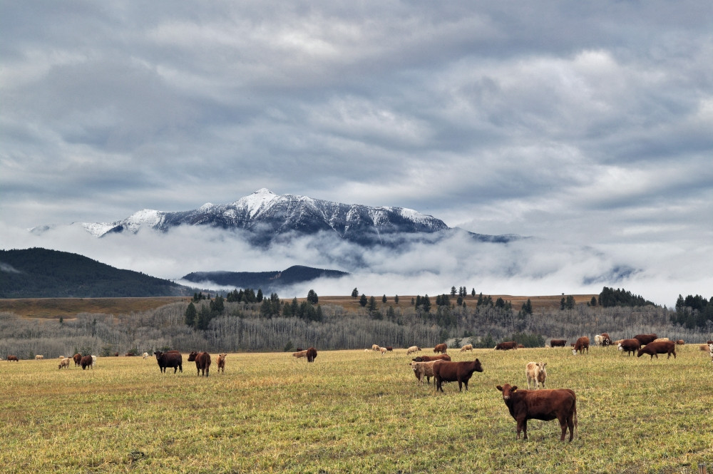 Livingstone Range And Pastureland Along The Oldman River Near Maycroft ...