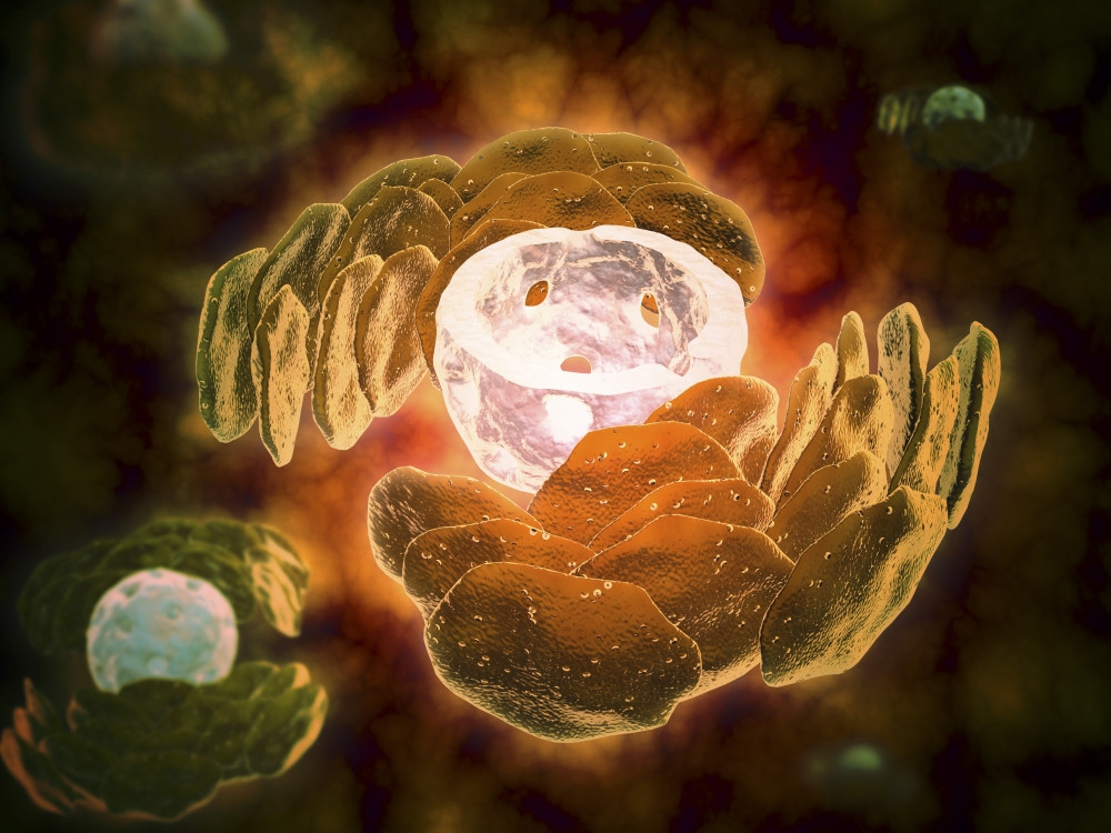 Conceptual image of endoplasmic reticulum around a cell nucleus Poster ...