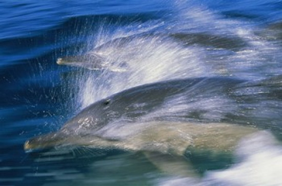 Common dolphins breaching in the sea Poster Print by Panoramic Images ...