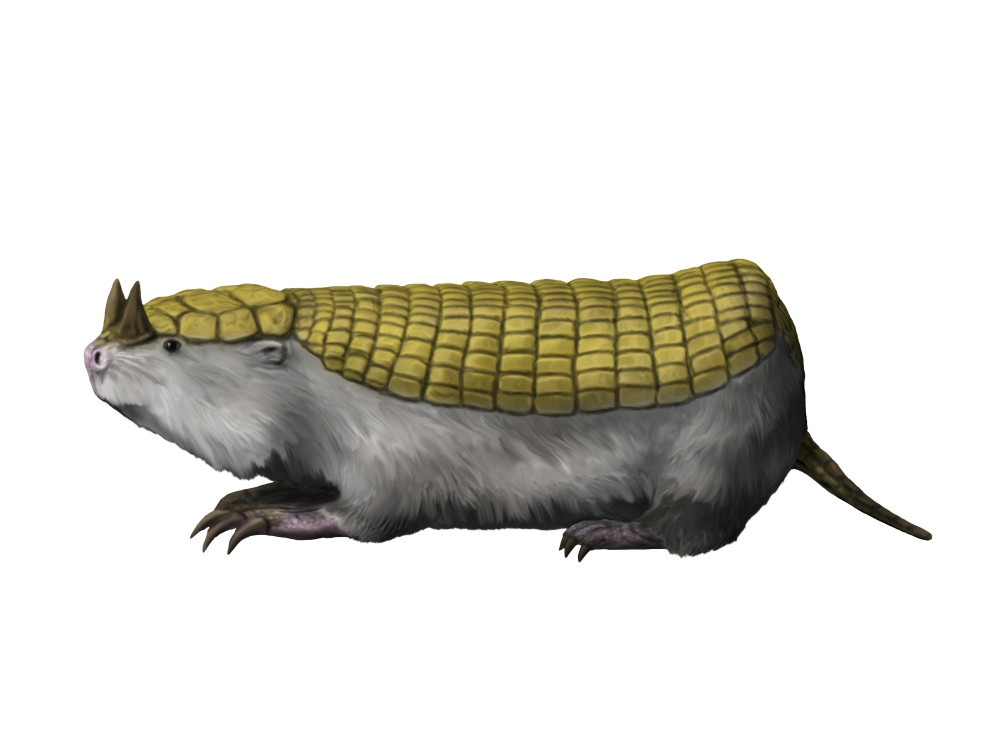 Peltephilus is a xenarthran mammal from the Miocene epoch of Argentina ...