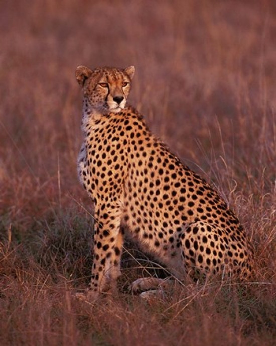 cheetah kenya