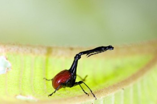 Close-up of a Giraffe weevil (Trachelophorus giraffa) on a leaf ...
