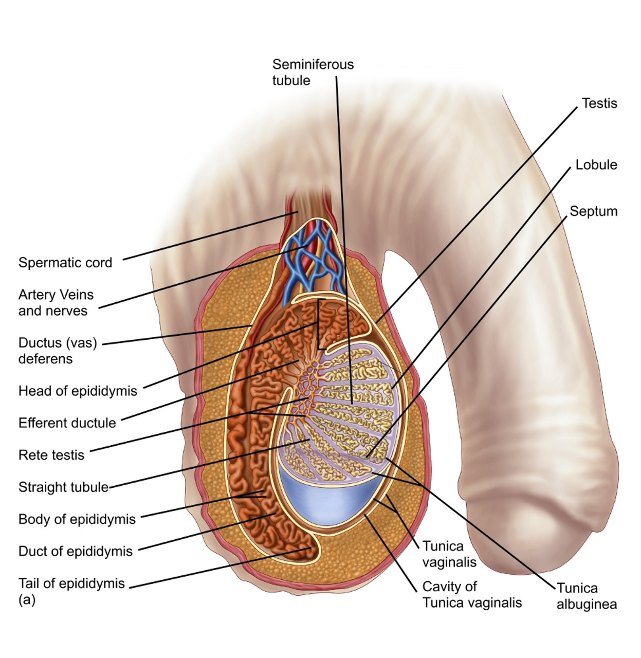 scrotum anatomy labeled