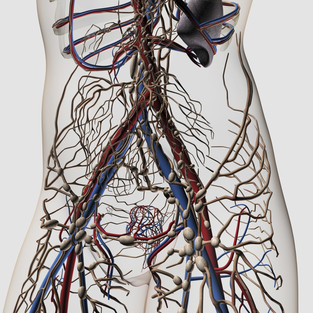 Medical illustration of arteries, veins and lymphatic system in female ...