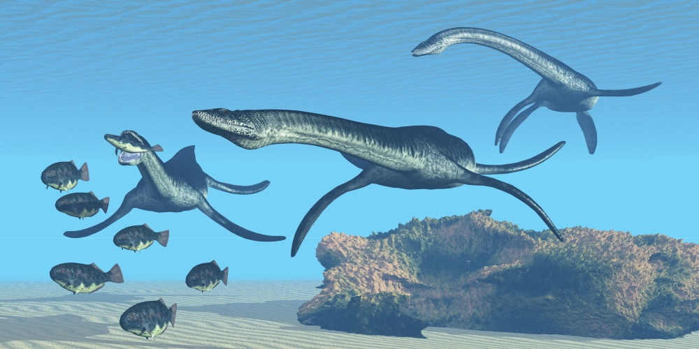 A pack of Plesiosaurus dinosaurs hunt a school of Dapedius fish in ...